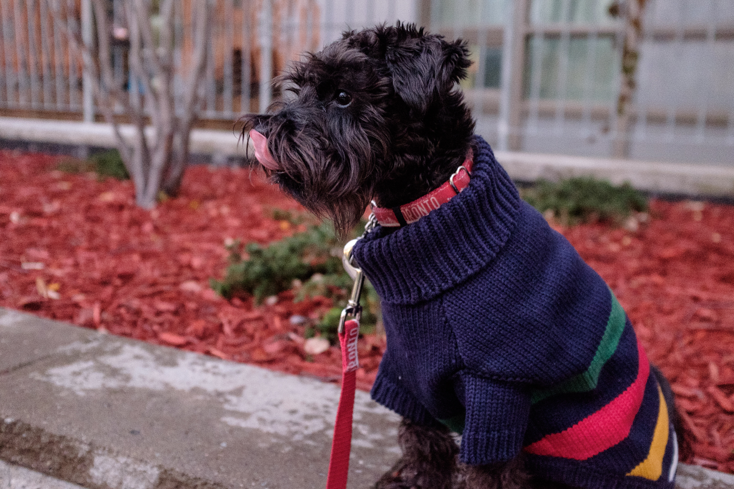 HBC Sweater – Bacon the Doggers