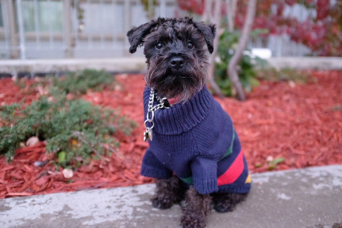 HBC Sweater – Bacon the Doggers